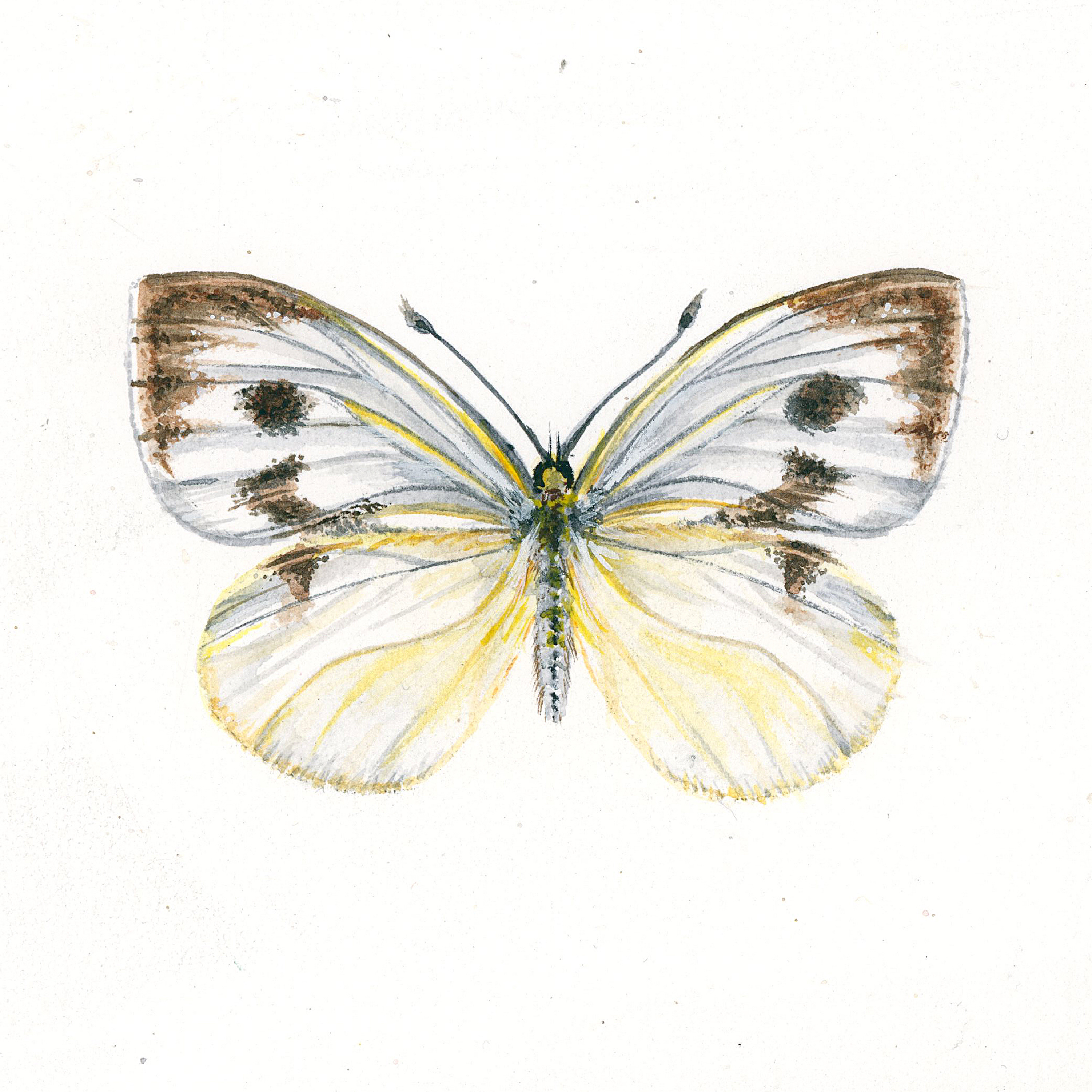 Butterfly - Cabbage White - Watercolour, Cards and Limited edition ...