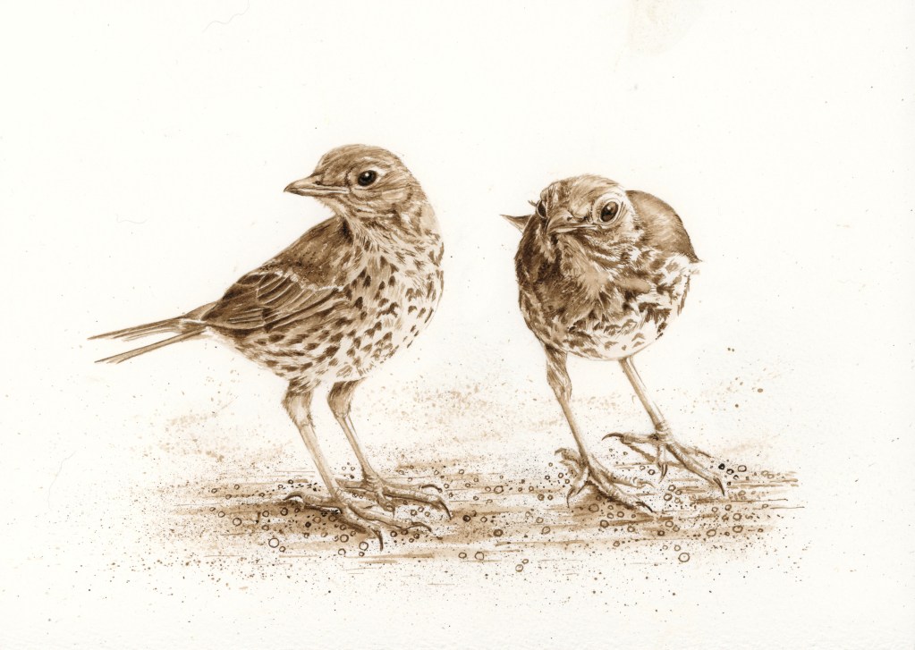 The Thrushes- Walnut Ink Painting · Beverley Sweetman